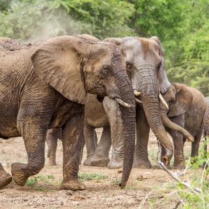 Zulu Culture - Heritage Tours And Safaris