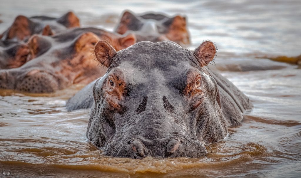 Magnificent Hippo & Croc Boat Safari St Lucia 2025
