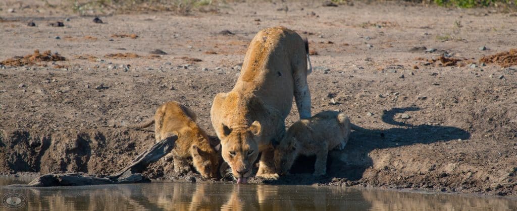 Magnificent Umfolozi Or Imfolozi Park Safari 2023