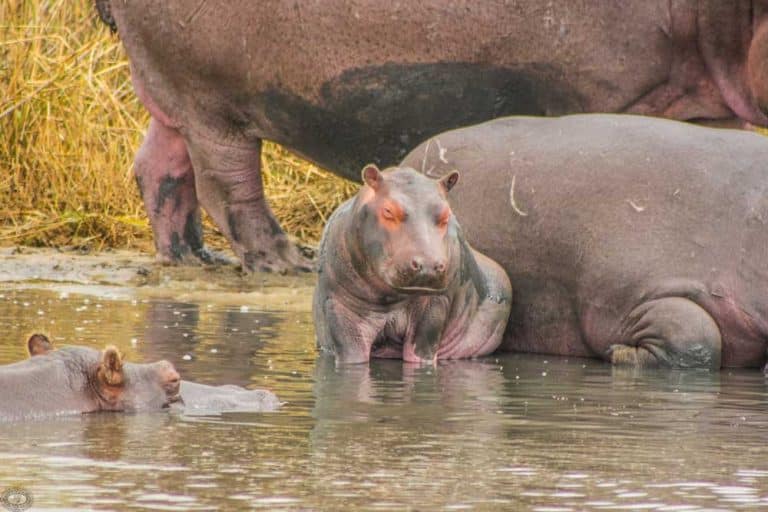 ISimangaliso Wetland Park History And Heritage Guide 2025/26