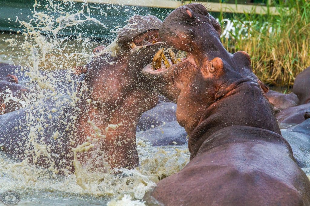 ISimangaliso Wetland Park Activities Top Things To Do 2026
