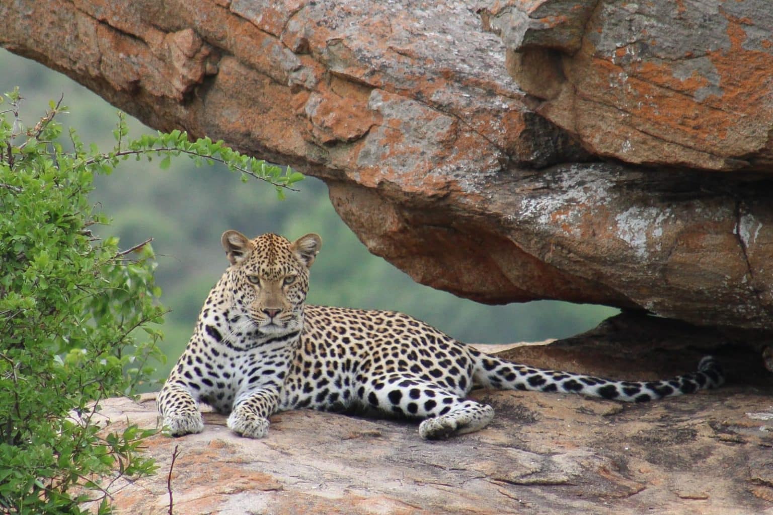 About Hluhluwe IMfolozi Park: History, Conservation, Wildlife And Camps