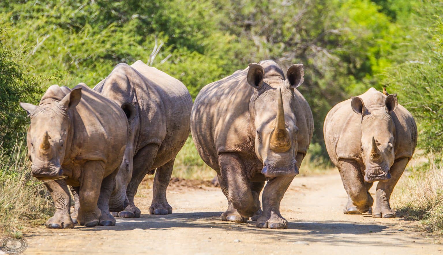 Magical ISimangaliso Wetland Park Vs Hluhluwe IMfolozi Park