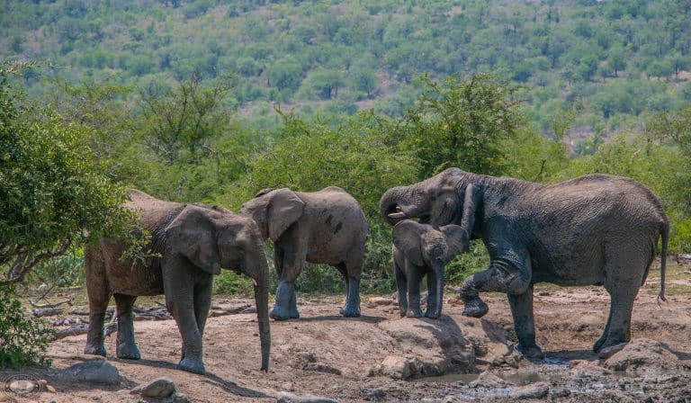 About Hluhluwe IMfolozi Park: History, Conservation, Wildlife And Camps