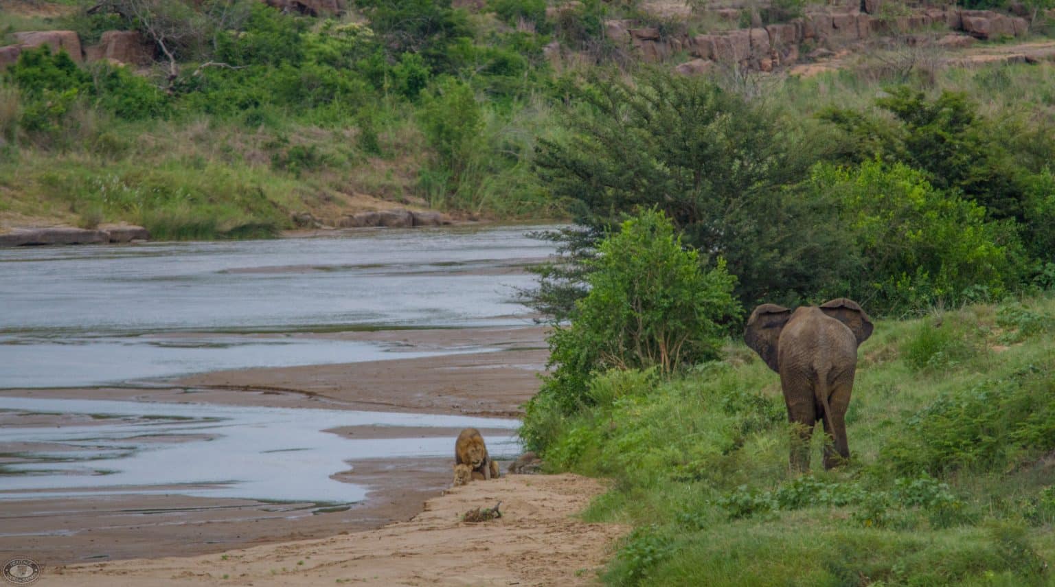 About Hluhluwe IMfolozi Park: History, Conservation, Wildlife And Camps