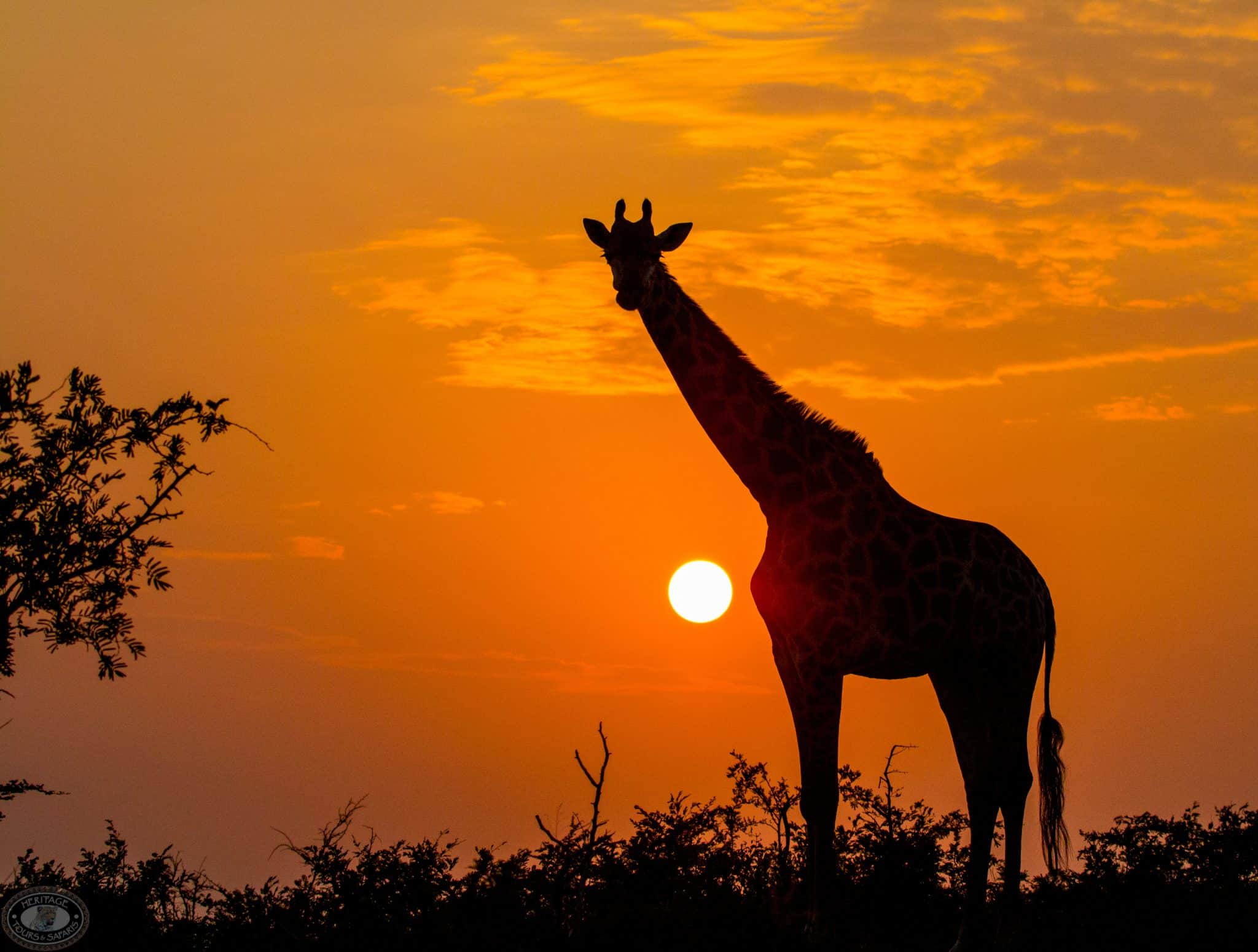 About Hluhluwe IMfolozi Park: History, Conservation, Wildlife And Camps