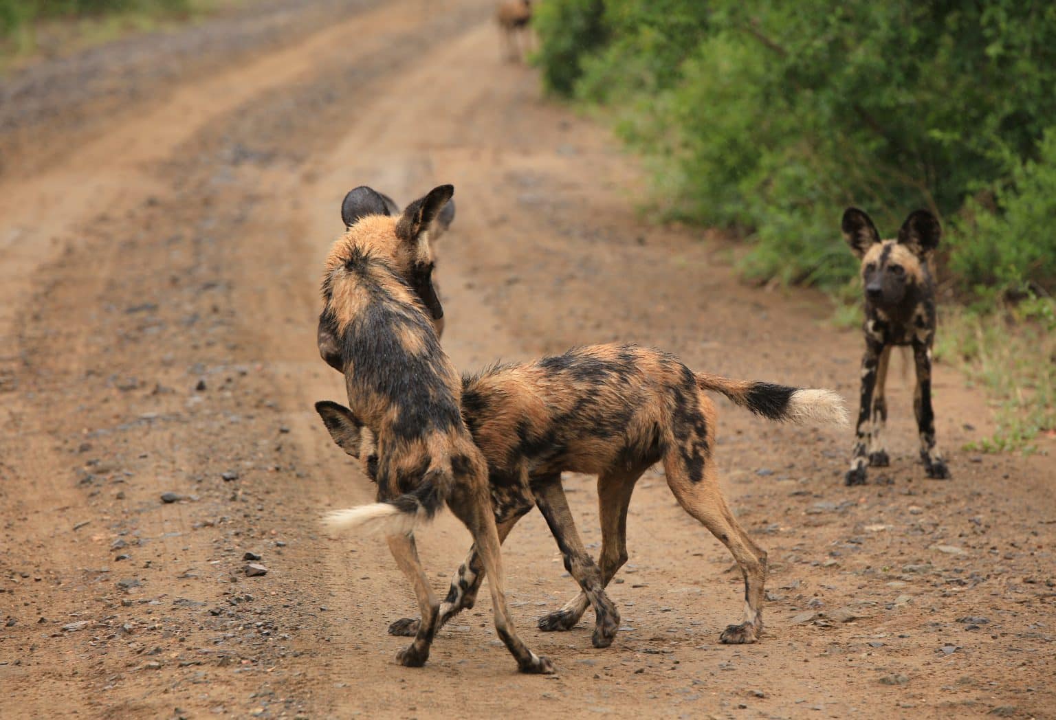 About Hluhluwe IMfolozi Park: History, Conservation, Wildlife And Camps